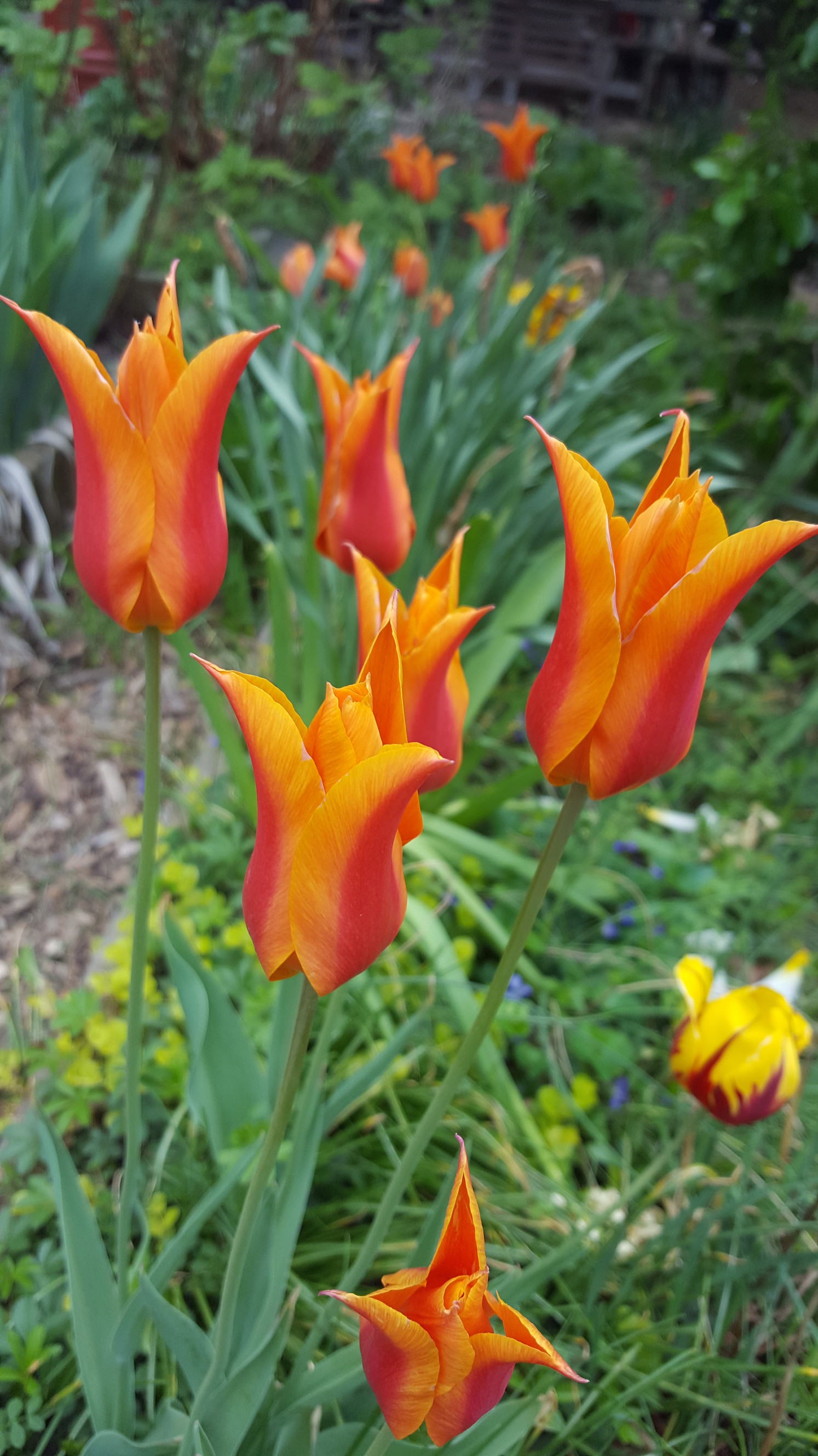 May in the garden: Ode to the tulip – Prospect Heights Community Farm