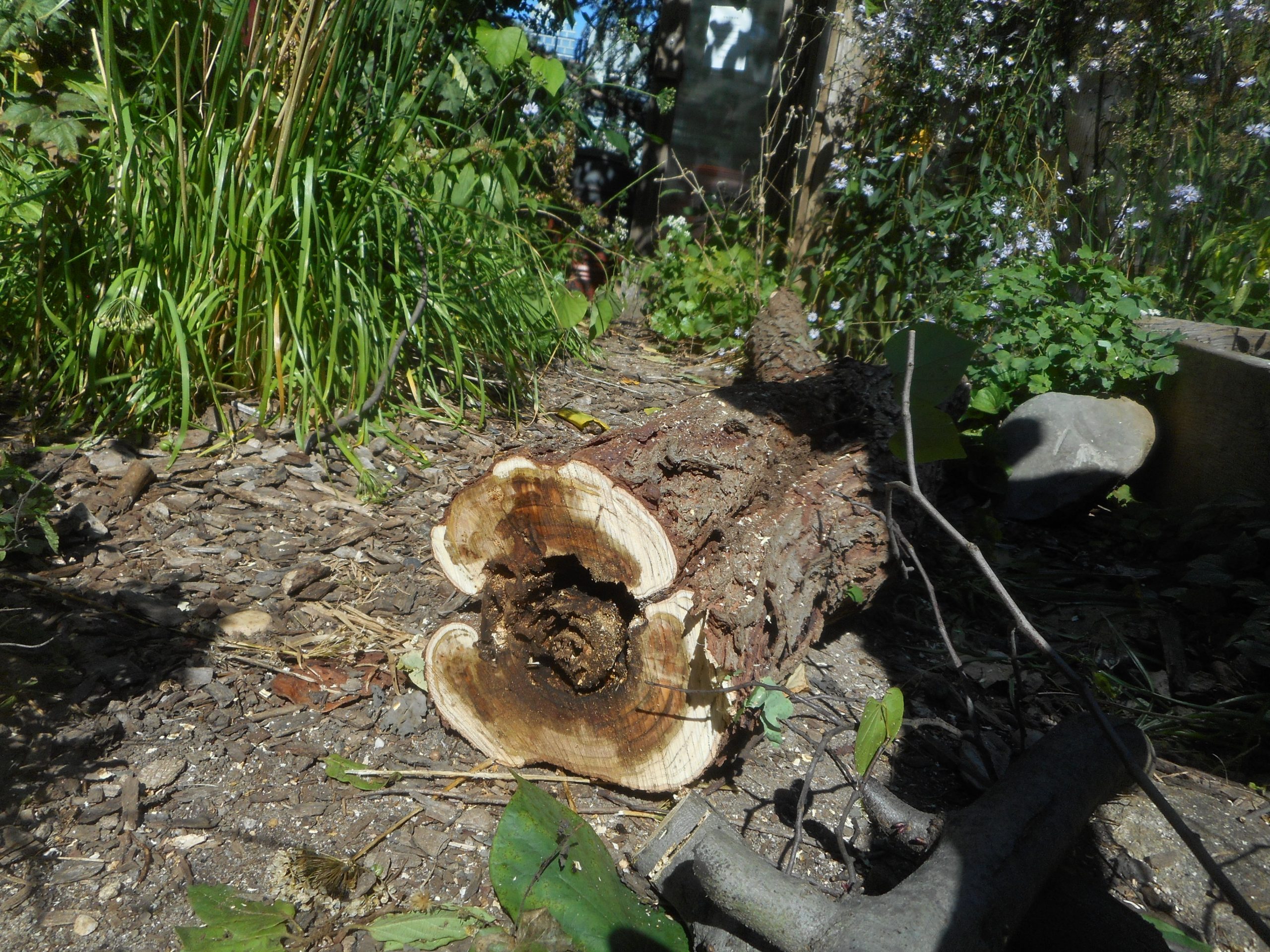 RIP Our Tree – Prospect Heights Community Farm